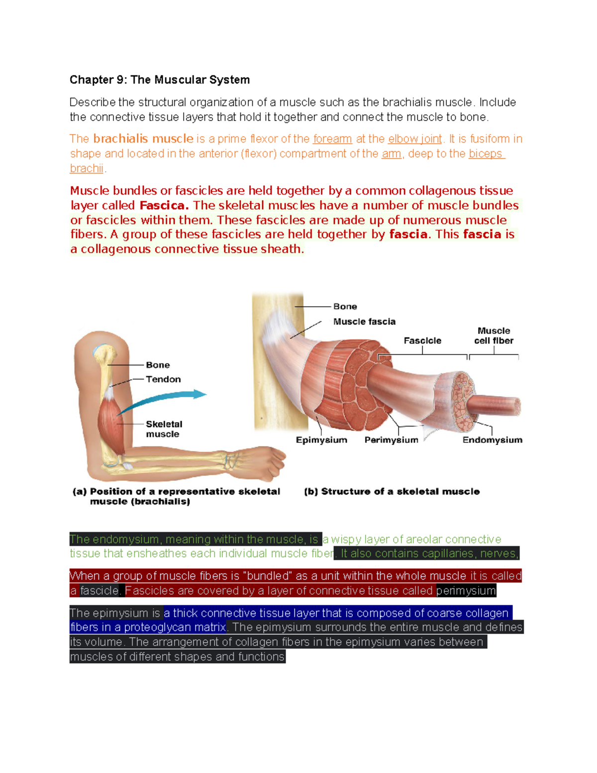 Muscular System Study Questions - Chapter 9: The Muscular System ...