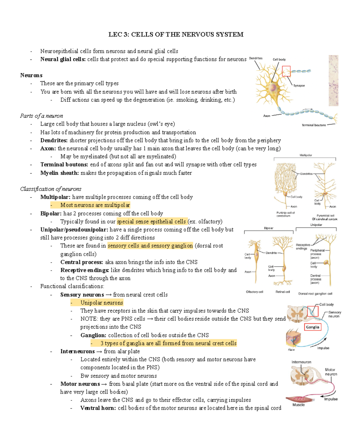 LEC 3 Cells OF THE Nervous System - LEC 3: CELLS OF THE NERVOUS SYSTEM ...