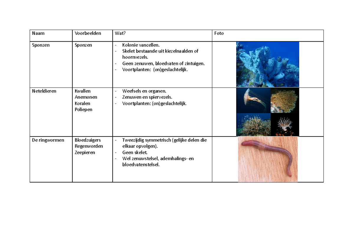 schema basiskennis de dieren - Naam Voorbeelden Wat? Foto Sponzen ...