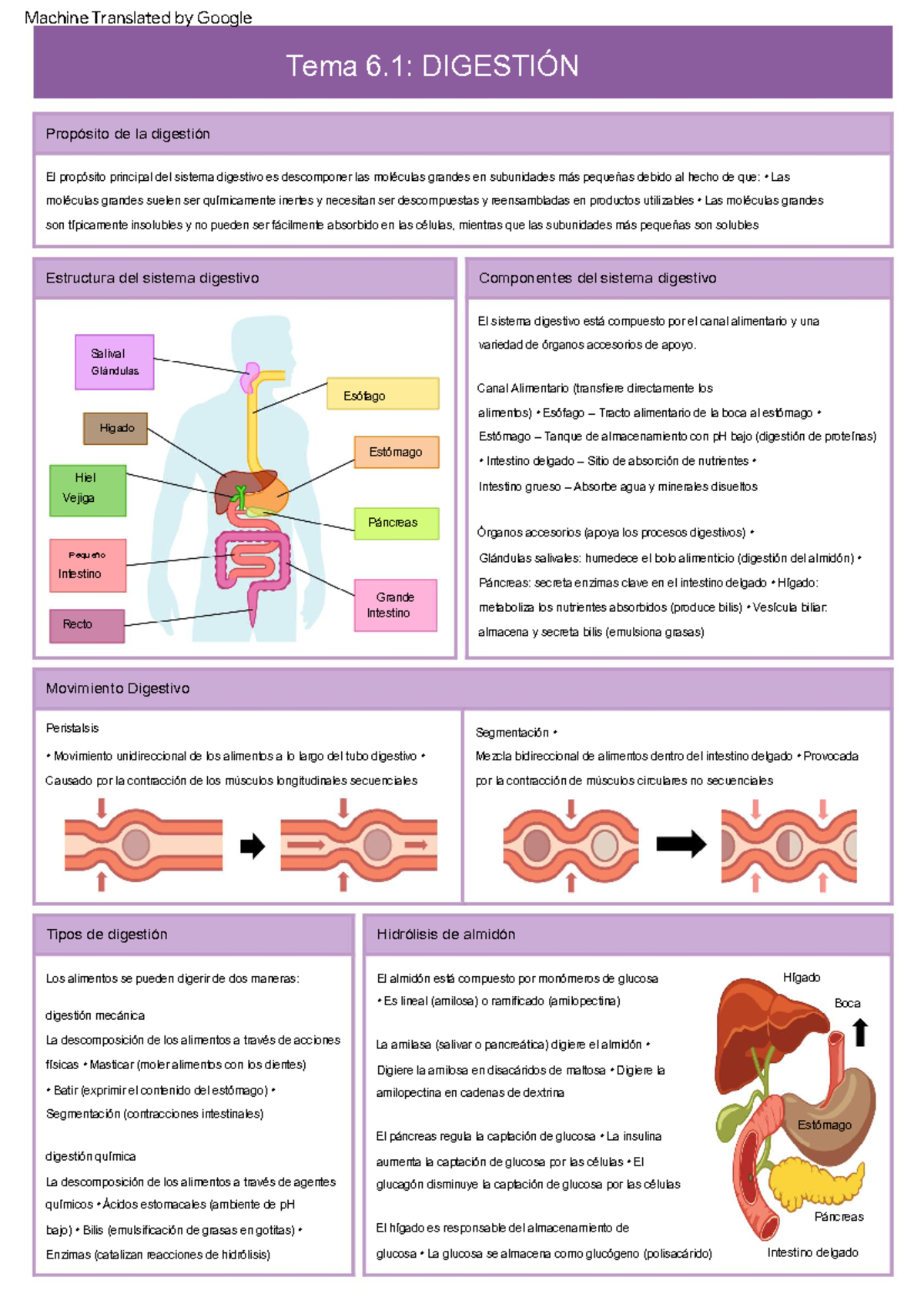 6.1 Digestion - Bioninja Traducido - Tema 6: DIGESTIÓN Componentes del ...