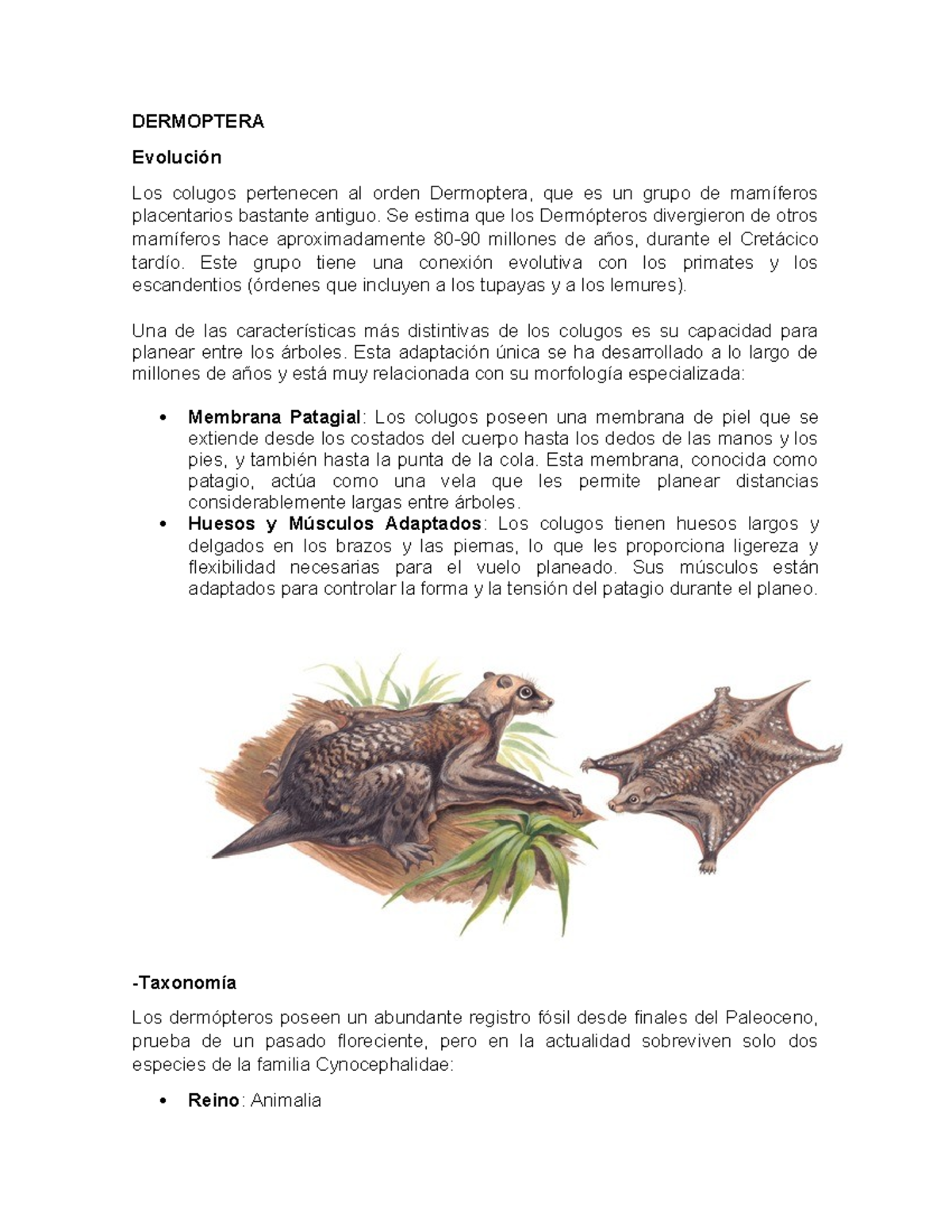 Dermoptera - Se estima que los Dermópteros divergieron de otros ...
