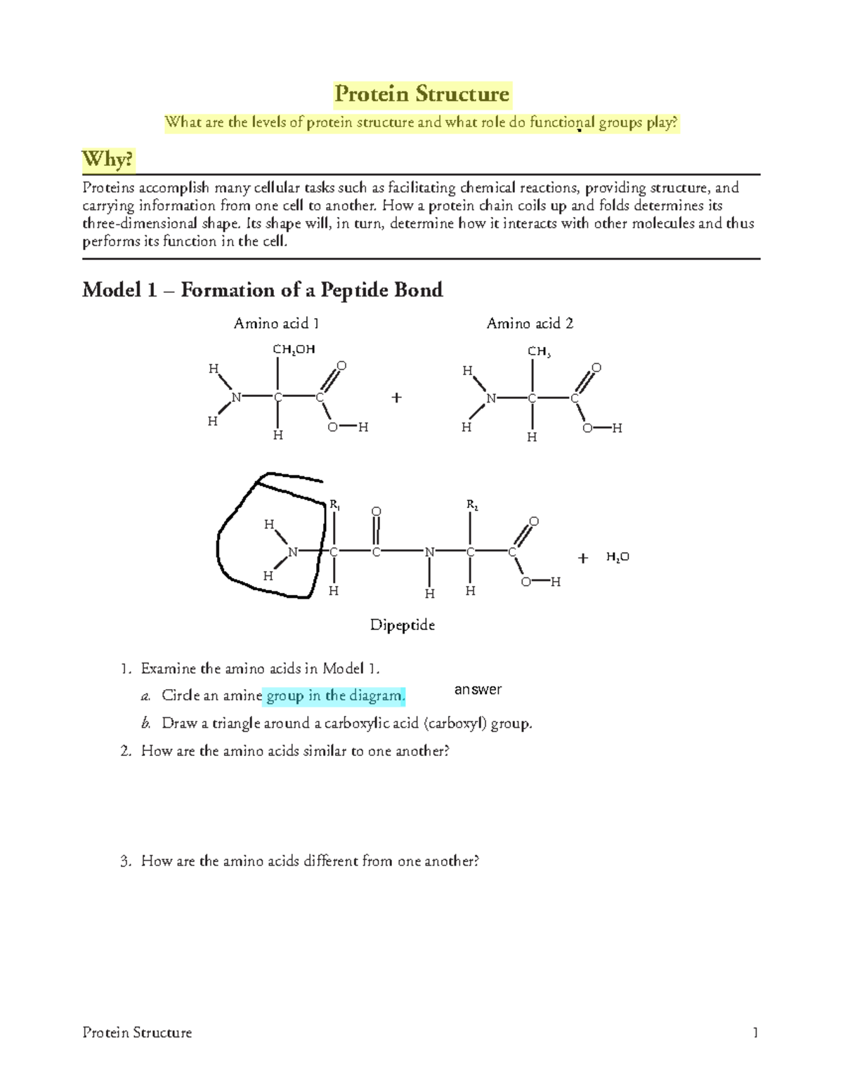 Protein Structure - How a protein chain coils up and folds determines ...