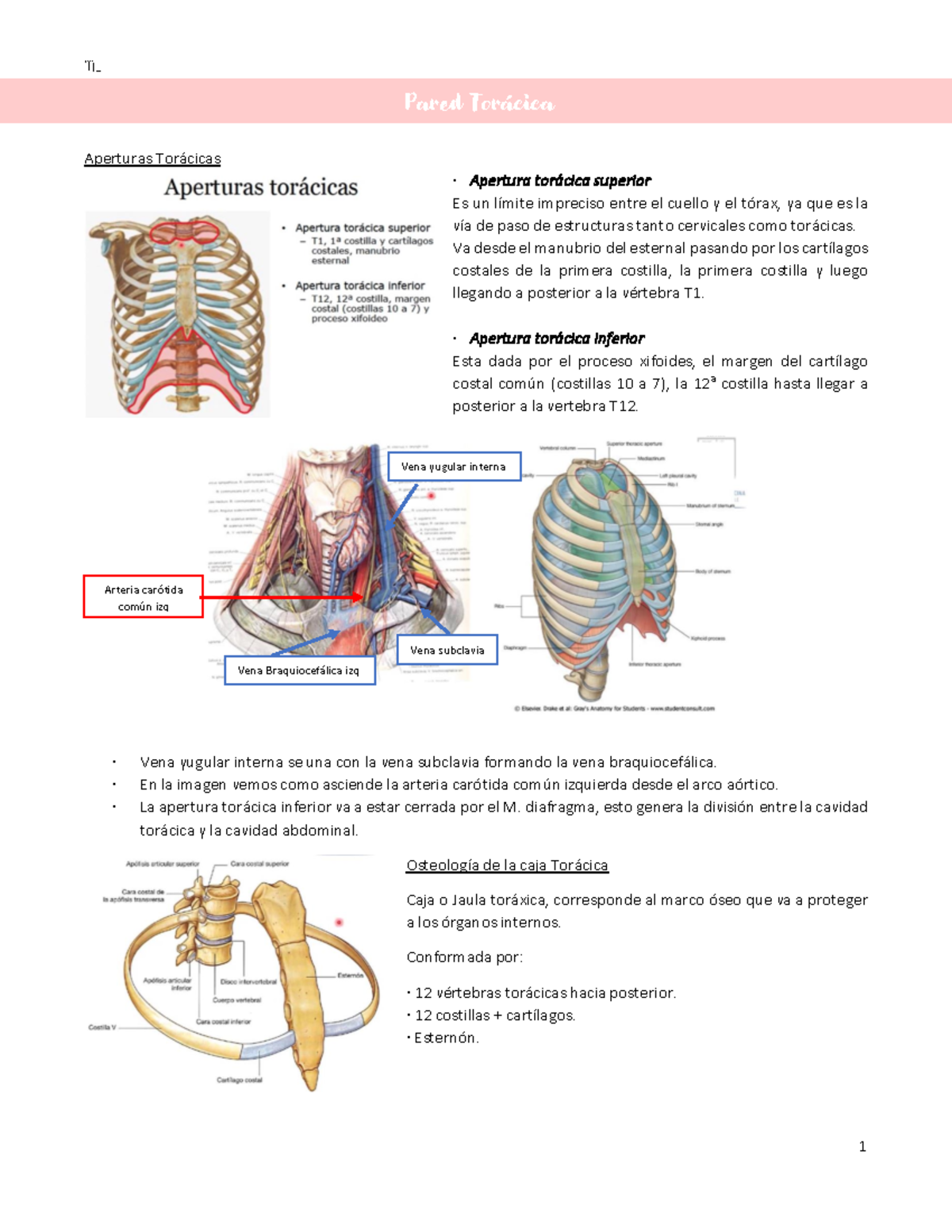 Pared torácica - Aperturas Torácicas Apertura torácica super ior Es un ...