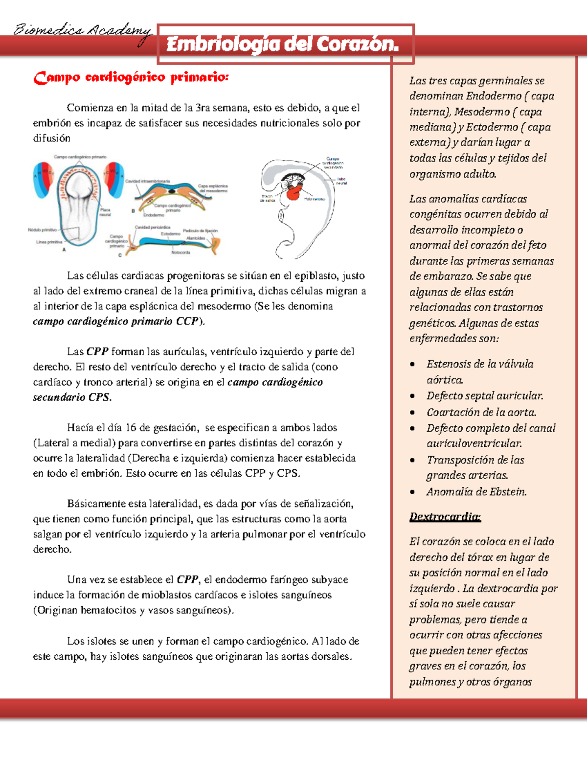 Cardio Biomedicsacademy - Las tres capas germinales se denominan ...