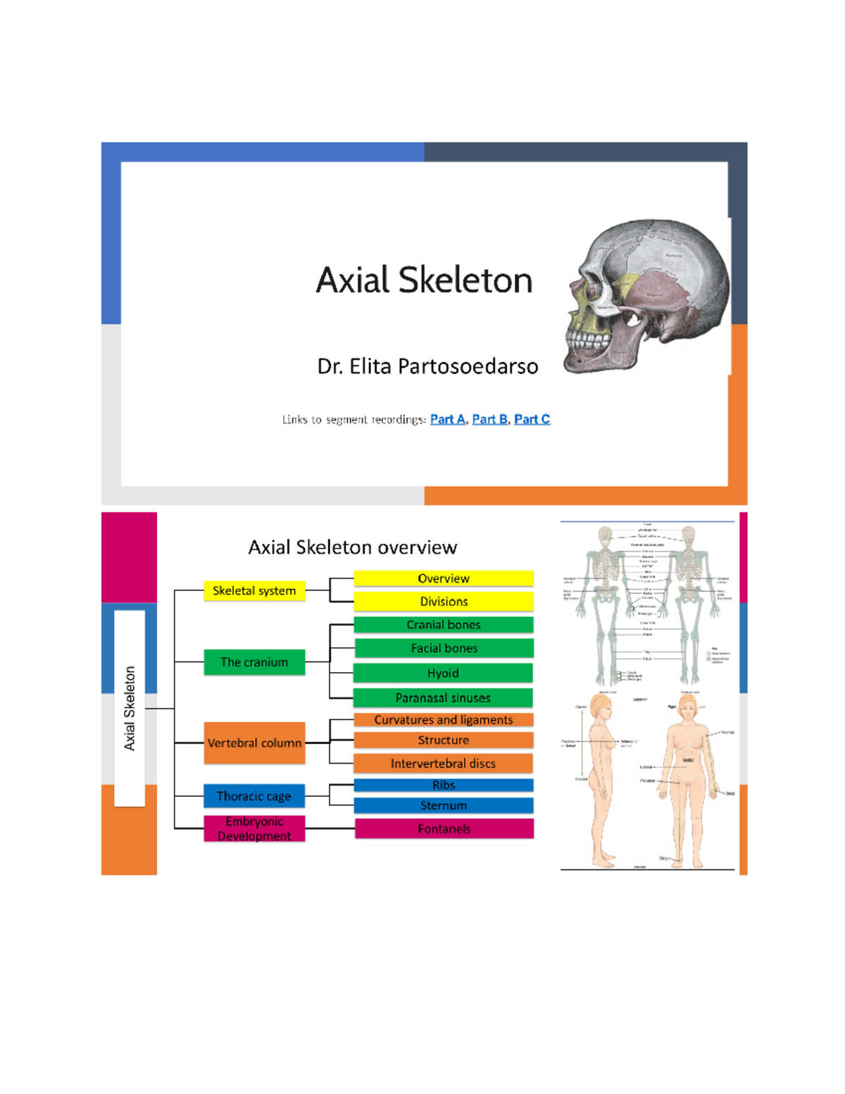 Lecture 10 Axial skeleton - HLSC1700 - Studocu