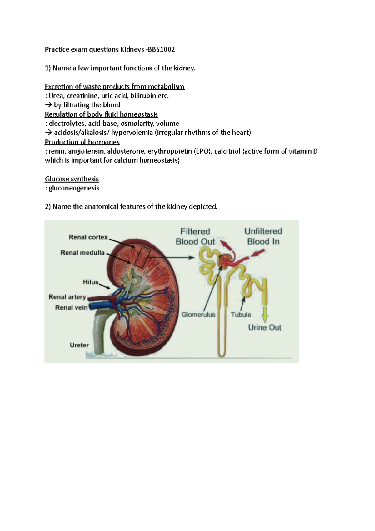 Practice exam questions Kidneys-BBS1002 - Practice exam questions ...