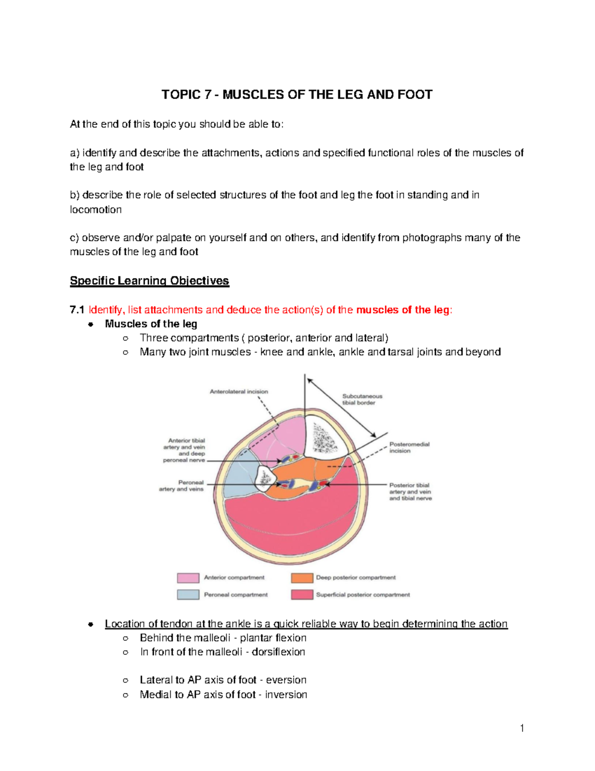 Muscles of the Leg and Foot - TOPIC 7 - MUSCLES OF THE LEG AND FOOT At ...
