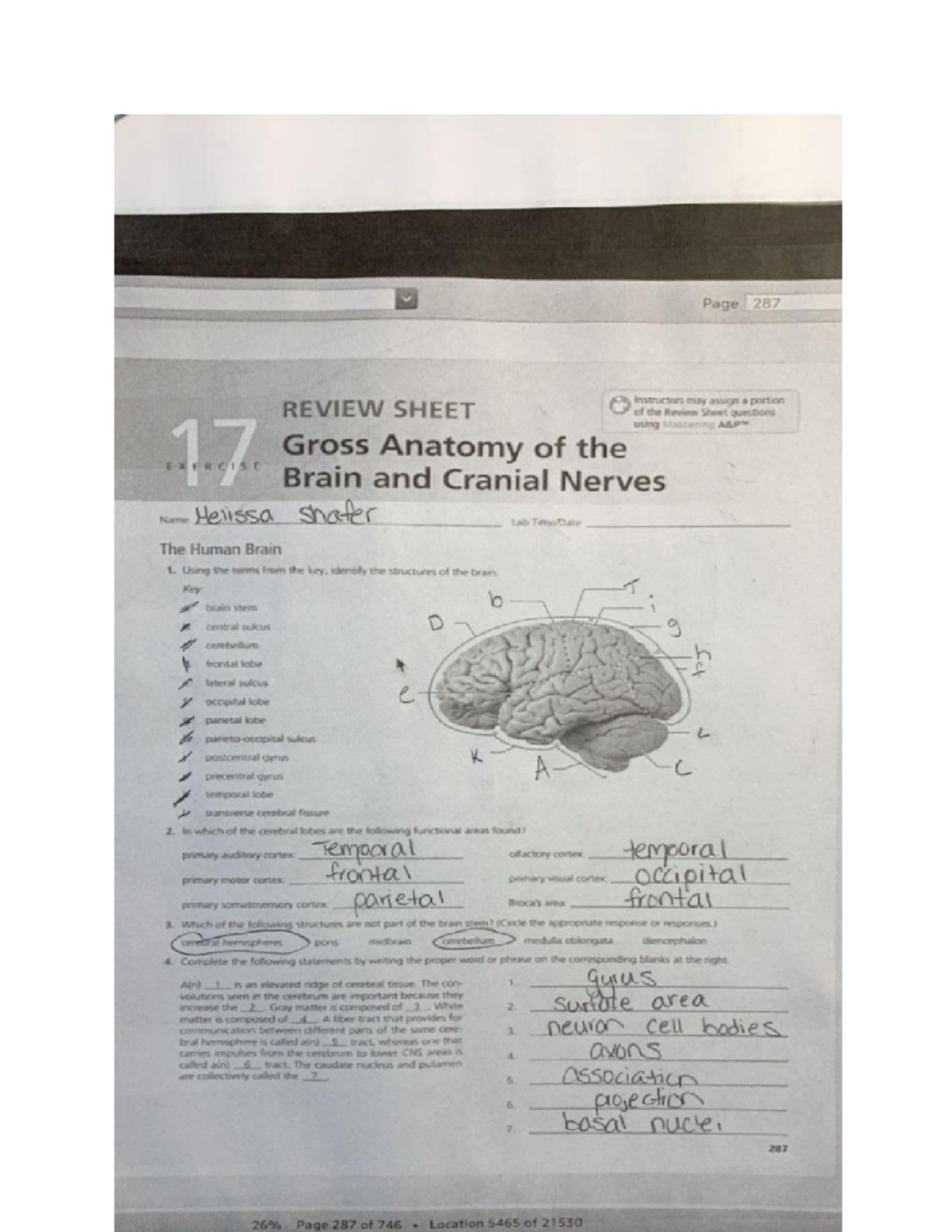 Chapter 17 Review Sheet Human Anatomy And Physiology BIOL 243 StuDocu