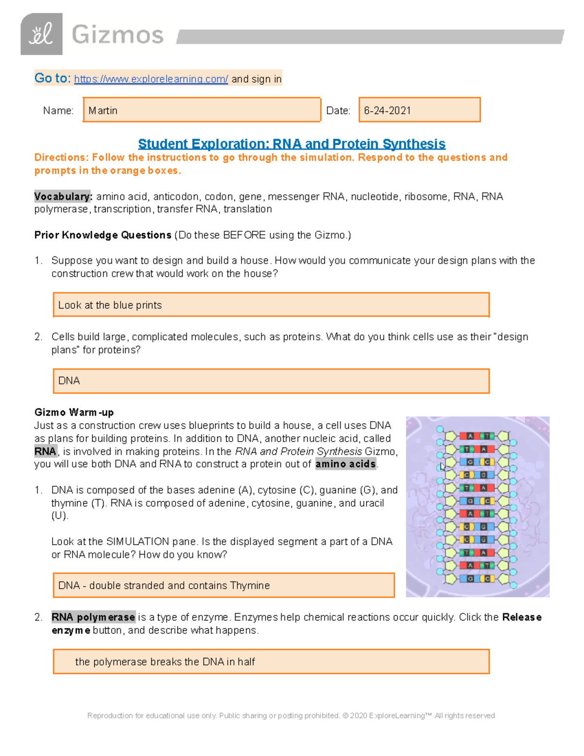 Copy of Bio P Gizmo- RNAProtein Synthesis - Go to: explorelearning/ and ...
