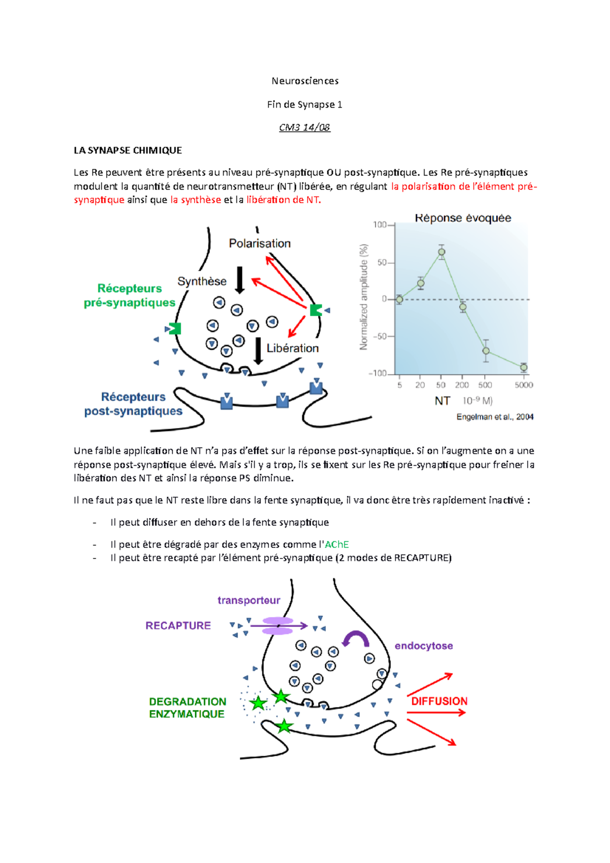 Cours 2 Mme Monnin - Neurosciences Fin de Synapse 1 CM3 14/ LA SYNAPSE ...