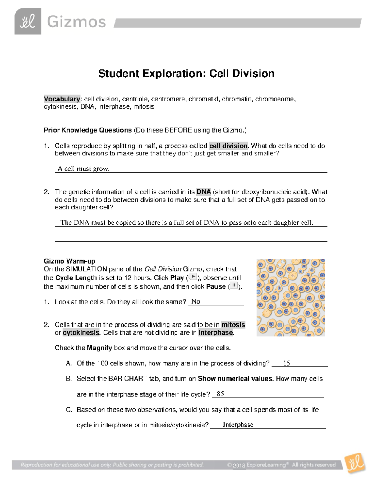 Cell Division SE (1) - Name ...
