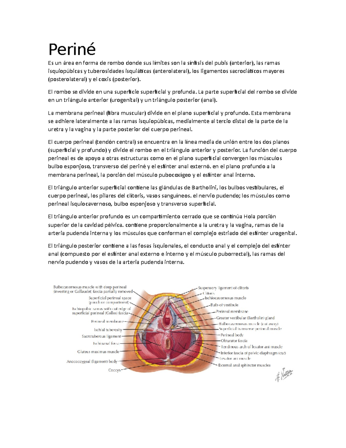 Anatomía del Perine - Periné Es un área en forma de rombo donde sus ...