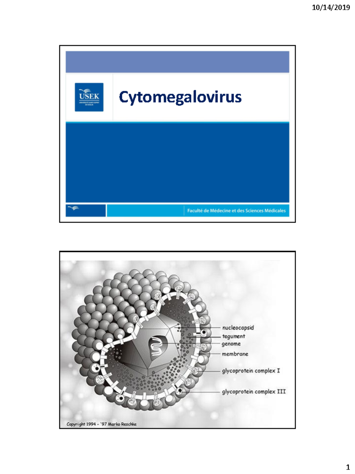 CMV - infectio - Cytomegalovirus CMV Beta-herpesvirus Double-stranded ...