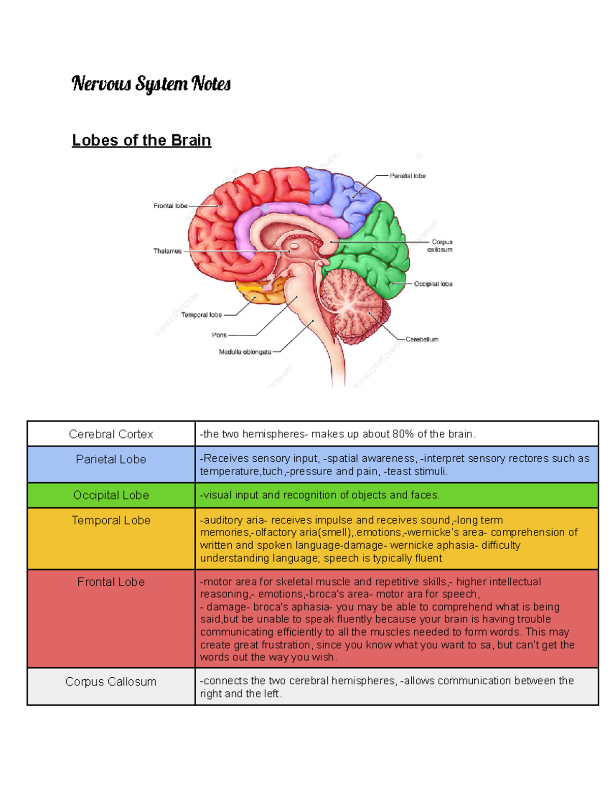 Nervous System Notes - Nervou Syste Note Lobes of the Brain Cerebral ...
