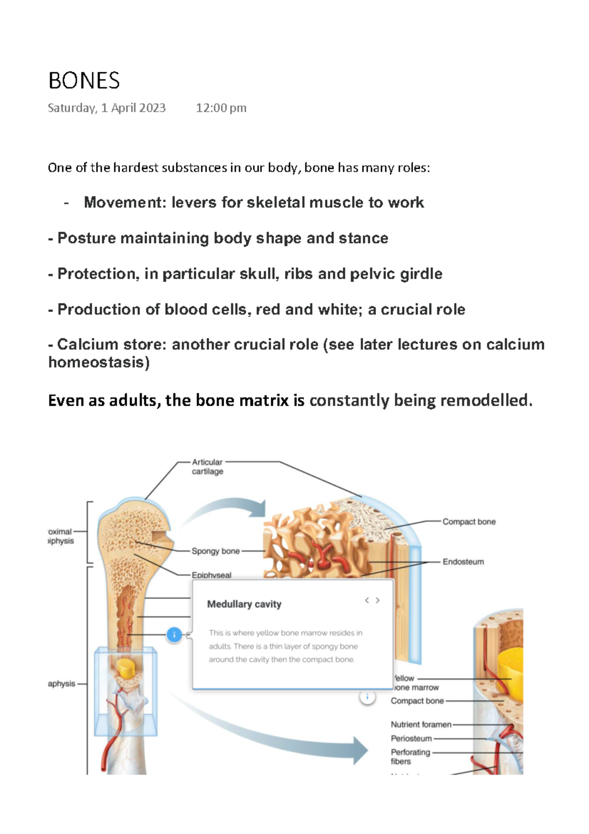 Bones - Skeletal tissue introduction - One of the hardest substances in our body, bone has many ...