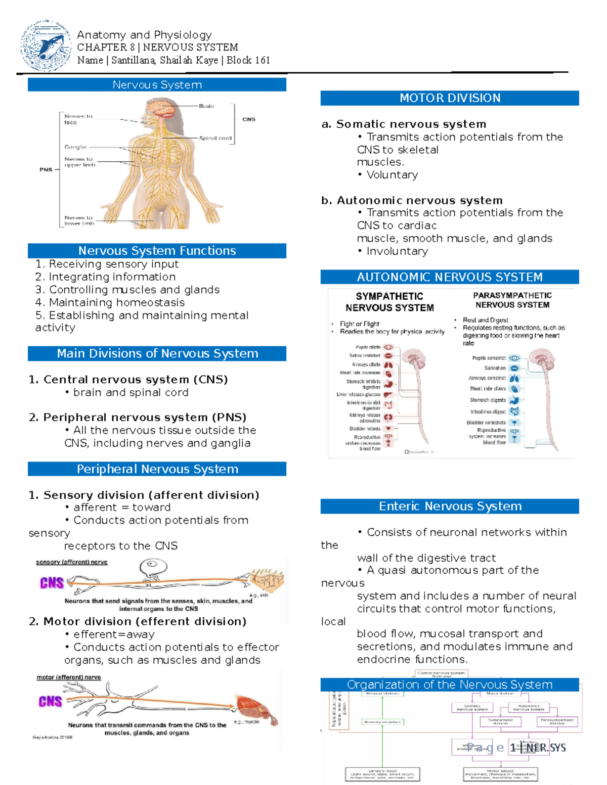 Transes- Chapter-8 - Helpful - CHAPTER 8 | NERVOUS SYSTEM Name ...