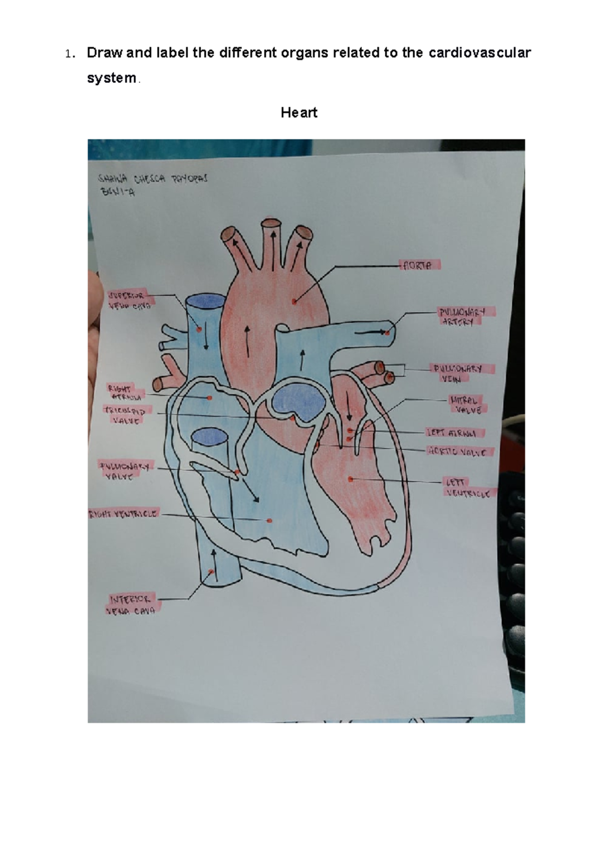 anatomy and physiology - Draw and label the different organs related to ...
