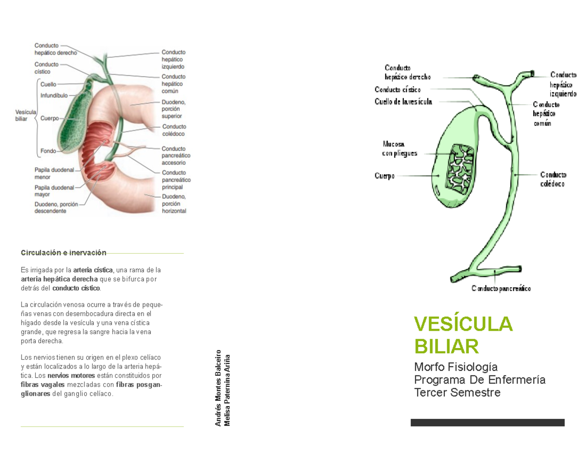 Vesicula biliar - Material didactico - Circulación e inervación Es ...