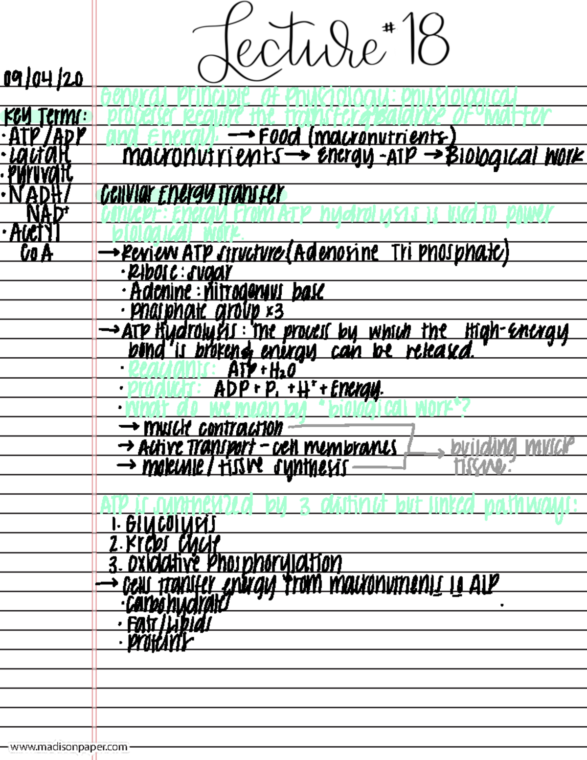 2020-Human Physiology-Lecture Notes 18 - madisonpaper 09104120 general ...
