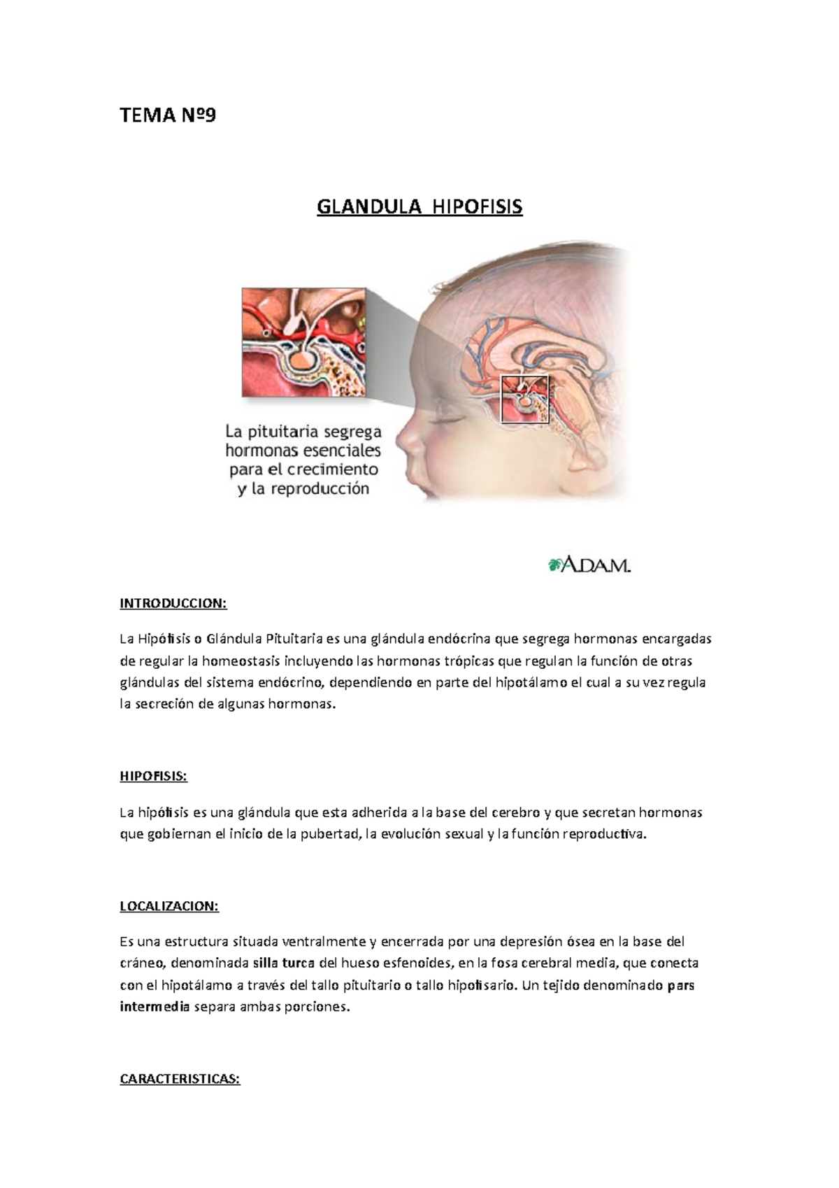 TEMA Nº 9 hipofisis - Bioquímica - TEMA Nº GLANDULA HIPOFISIS ...