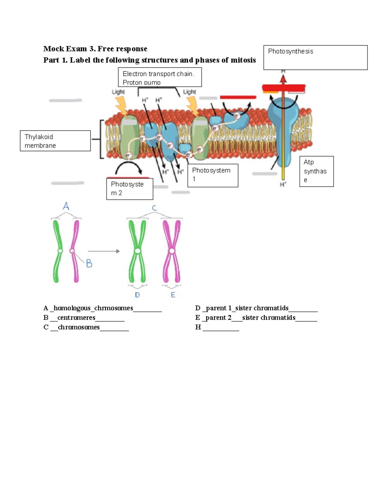 GB1 Exam 3 review Free responce - Mock Exam 3. Free response Part 1 ...