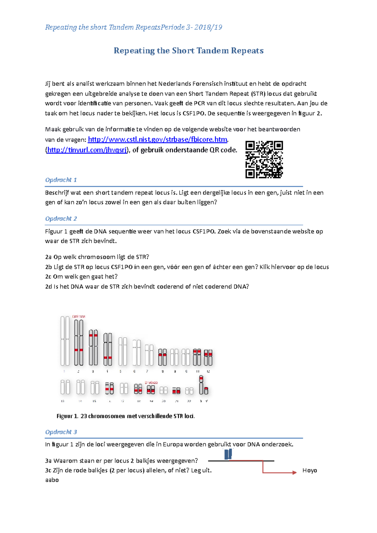 Repeating the Short Tandem Repeats student - Repeating the Short Tandem ...