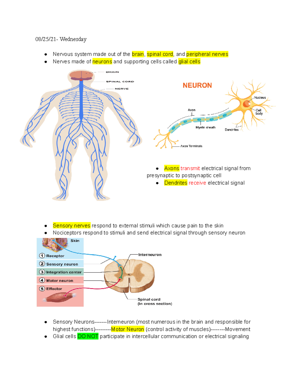 Lecture 1 Notes - 08/25/21- Wednesday Nervous system made out of the ...