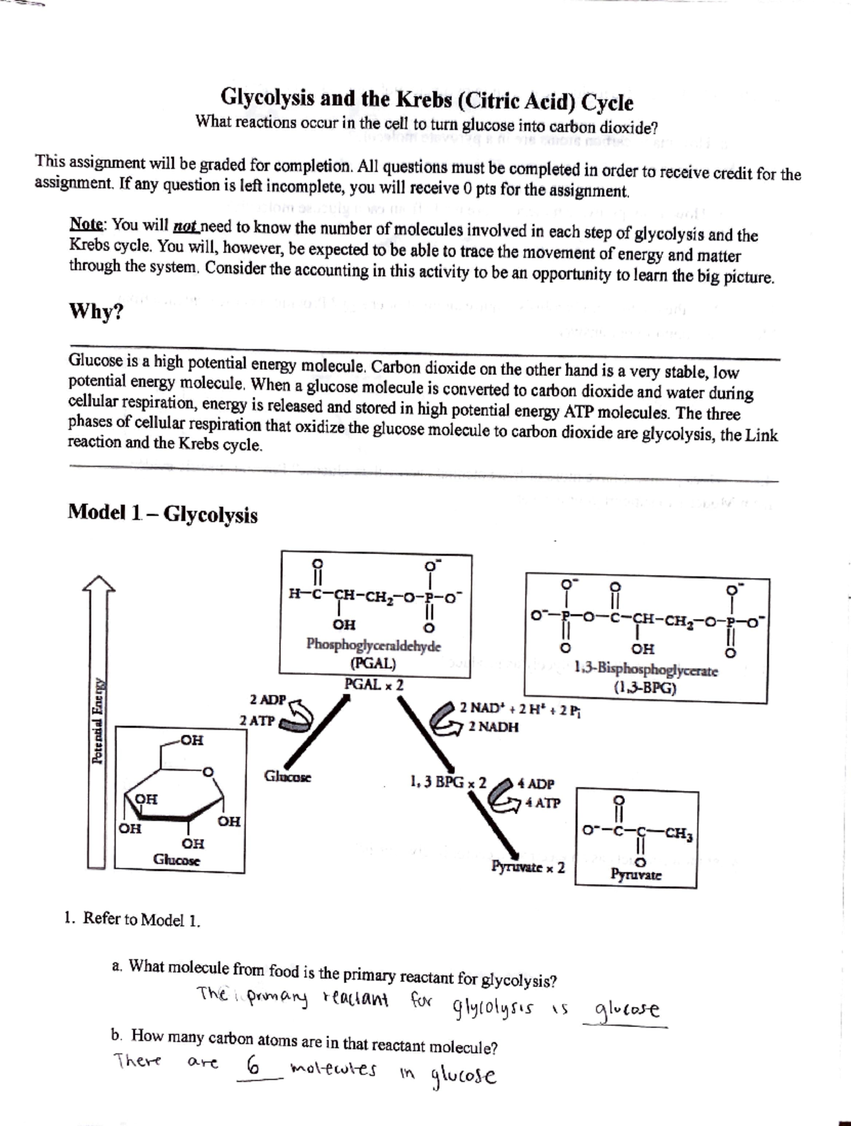Worksheet Glycolysis and the Krebs cycle-2 - Glycolysis and the Krebs ...