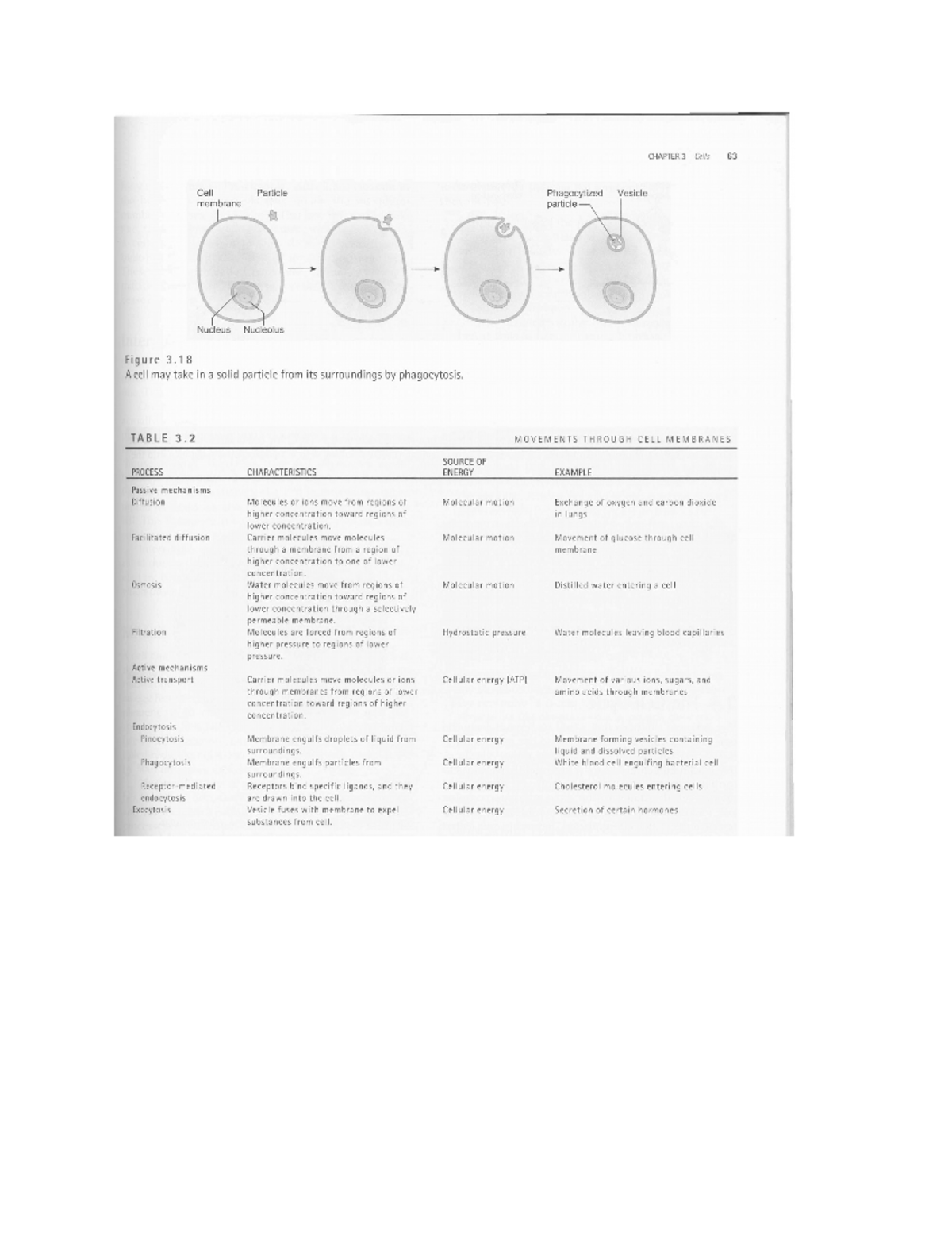 Active And Passive Transport BIOL2050U Studocu active-and-passive-transport-biol2050u-studocu