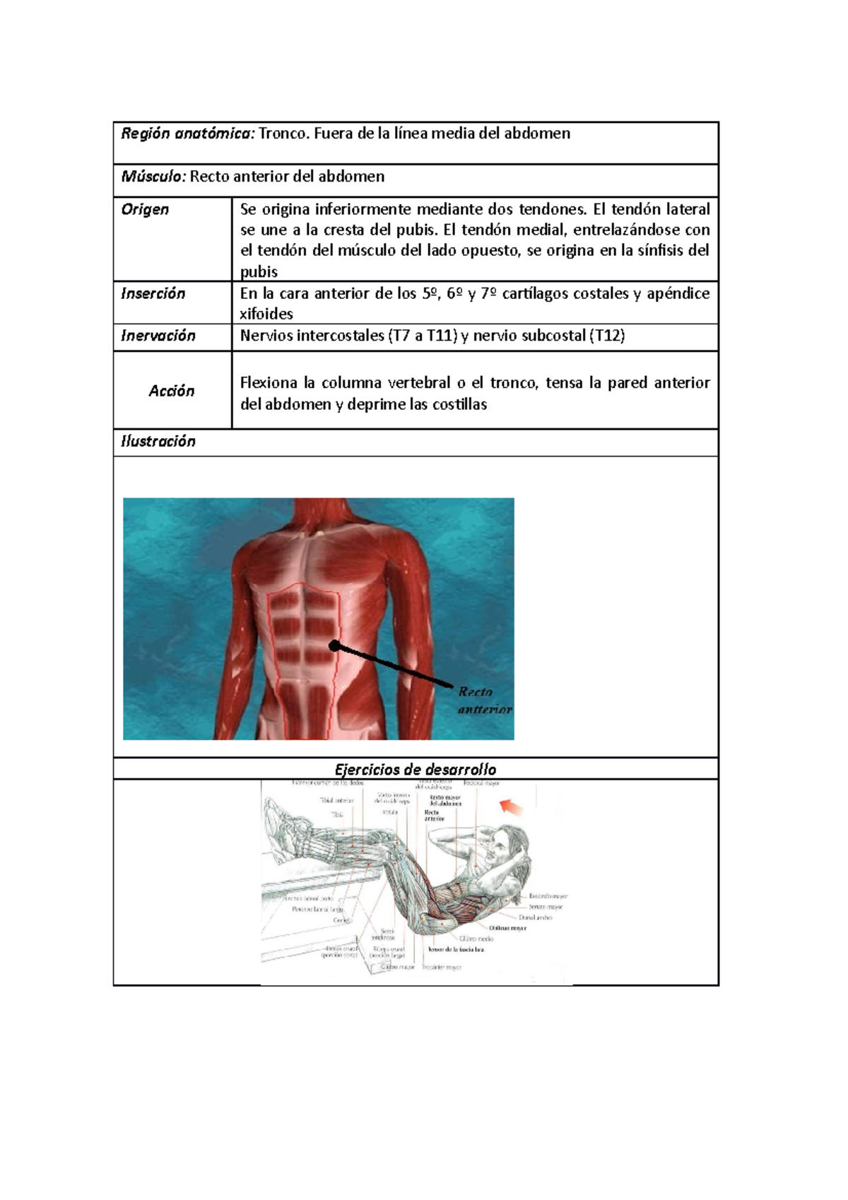 Recto anterior del abdomen - Región anatómica: Tronco. Fuera de la ...