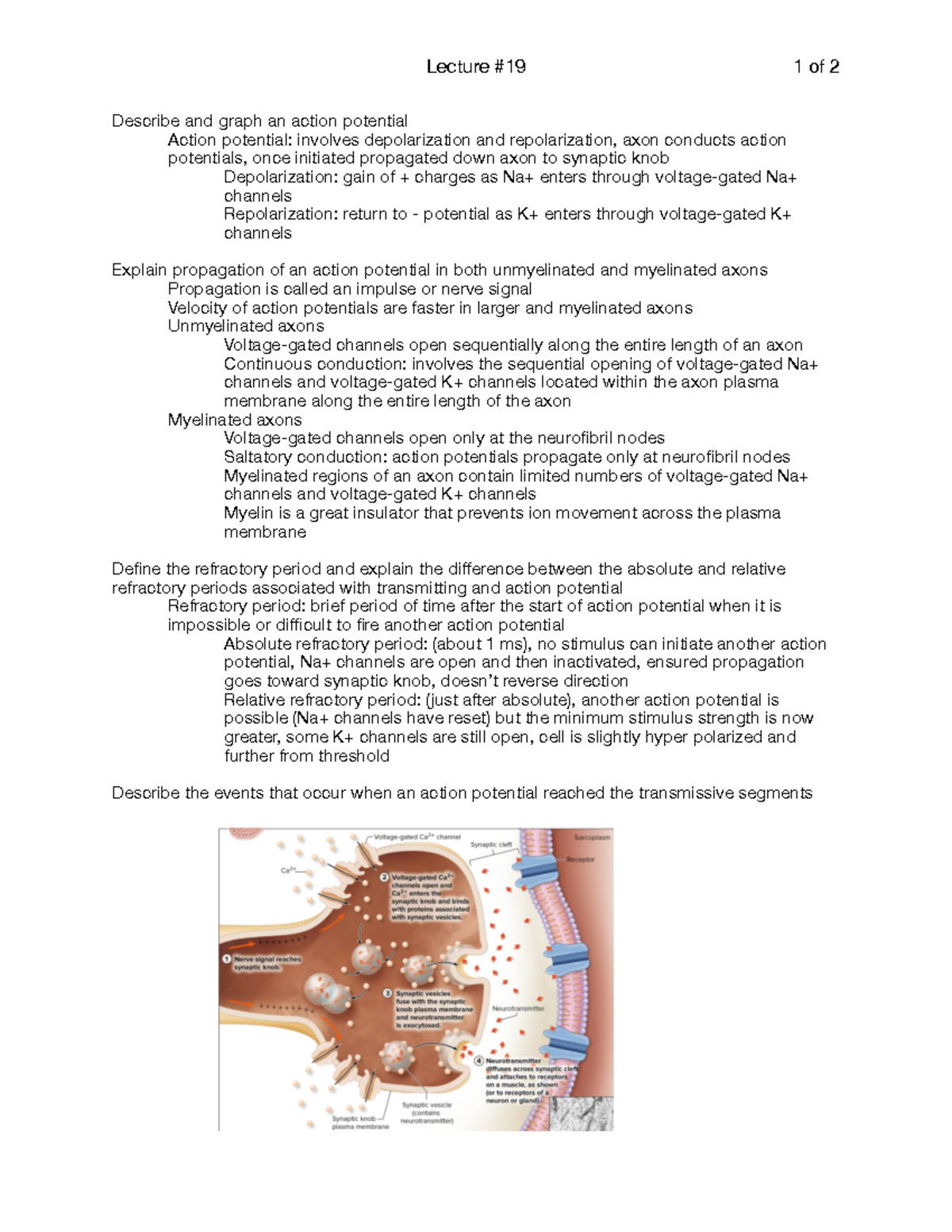 Lecture #19 LO Nervous System - Lecture #19 of 1 2 Describe and graph ...