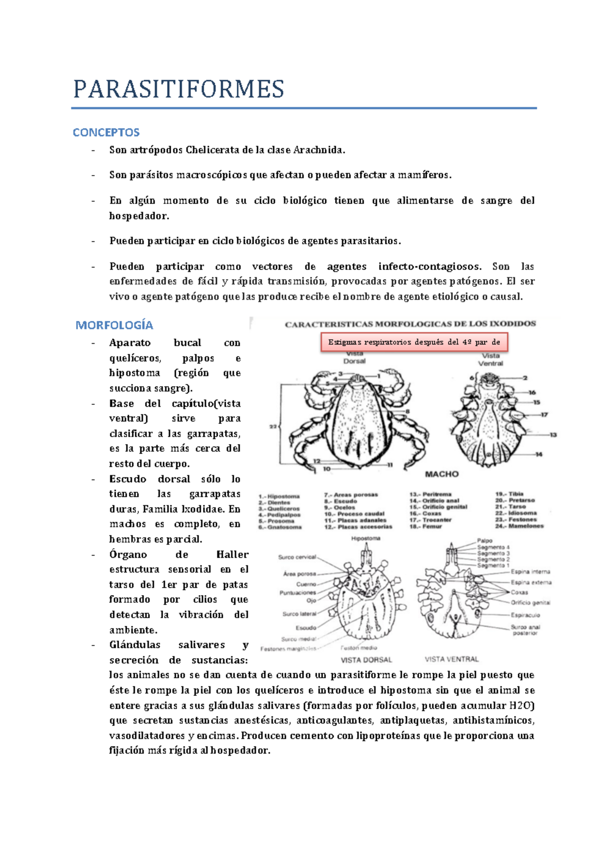 SM3 PARASITIFORMES - PARASITIFORMES CONCEPTOS Son Chelicerata de la ...