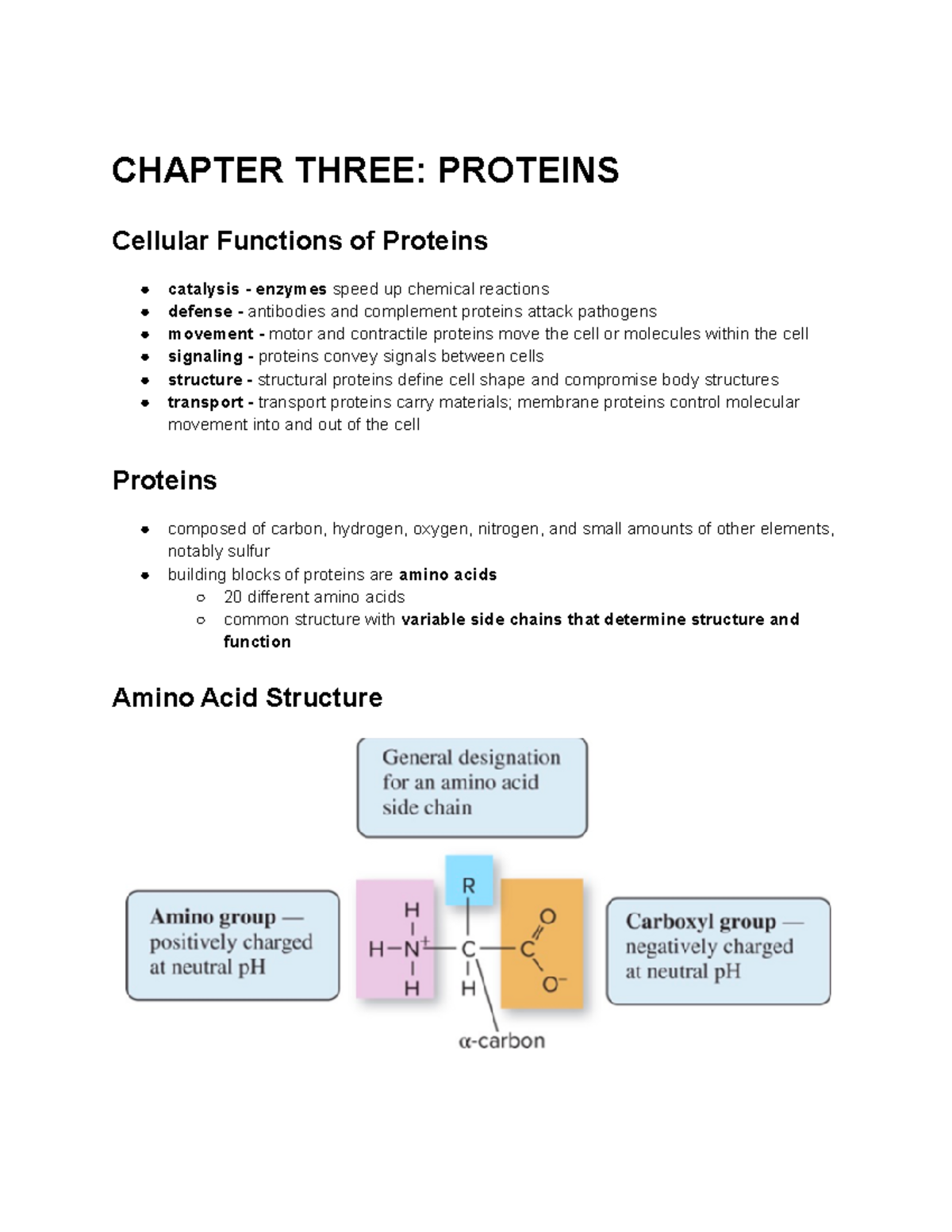 Bio 181 - bio 181H lecture notes - CHAPTER THREE: PROTEINS Cellular ...