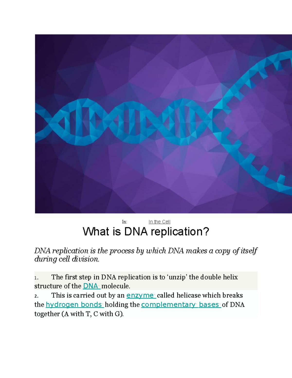Biology Dna Replication 30 summaries and diagram - 1070 - U of G - Studocu