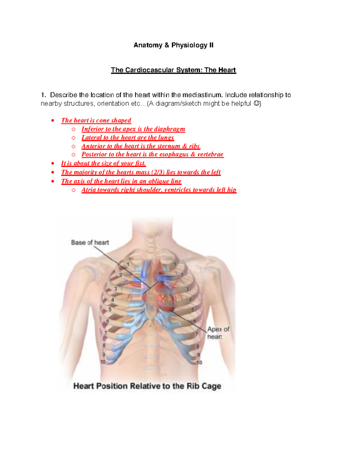 Lab - Heart - In class lab notes - Anatomy & Physiology II The ...