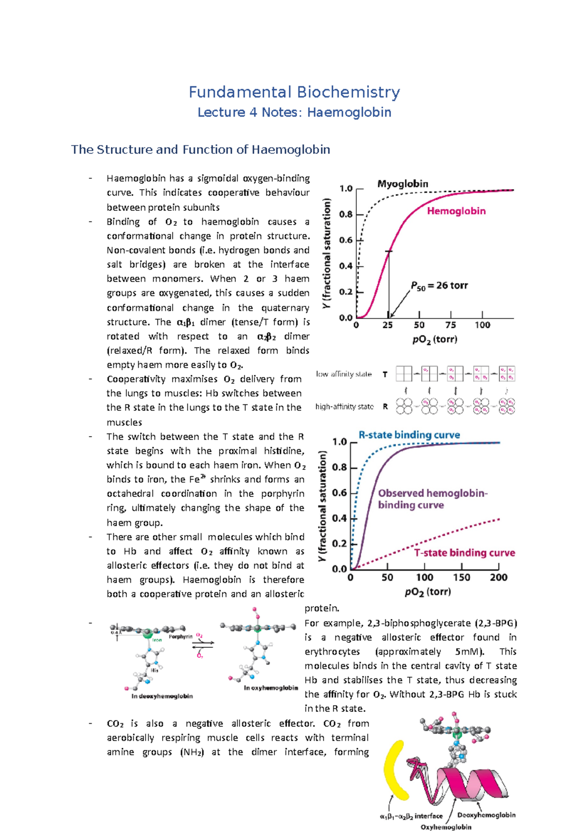 Lecture 4 Notes (Haemoglobin) - Fundamental Biochemistry Lecture 4 ...
