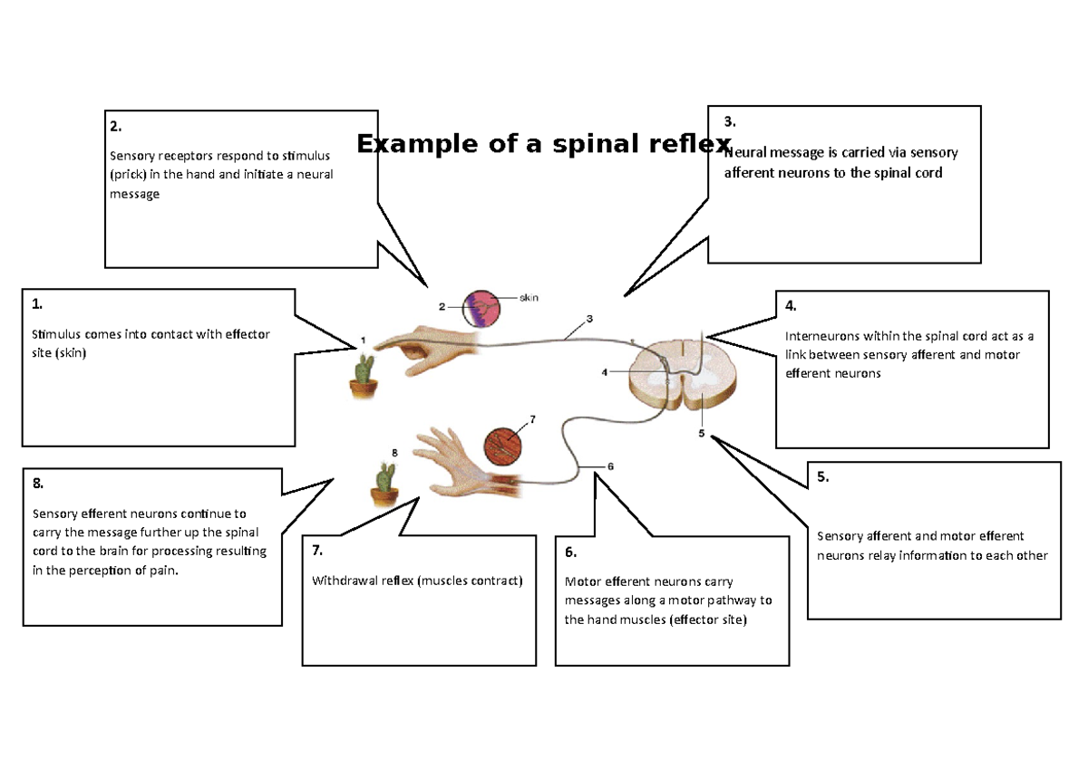 Spinal Relfex worksheet answers - Example of a spinal reflex 3. Neural ...