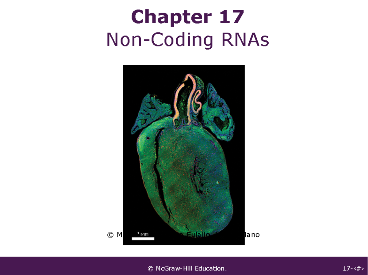 -Chapter 17-sum - Ch 17 slides - Chapter 17 Non-Coding RNAs © Mauro ...