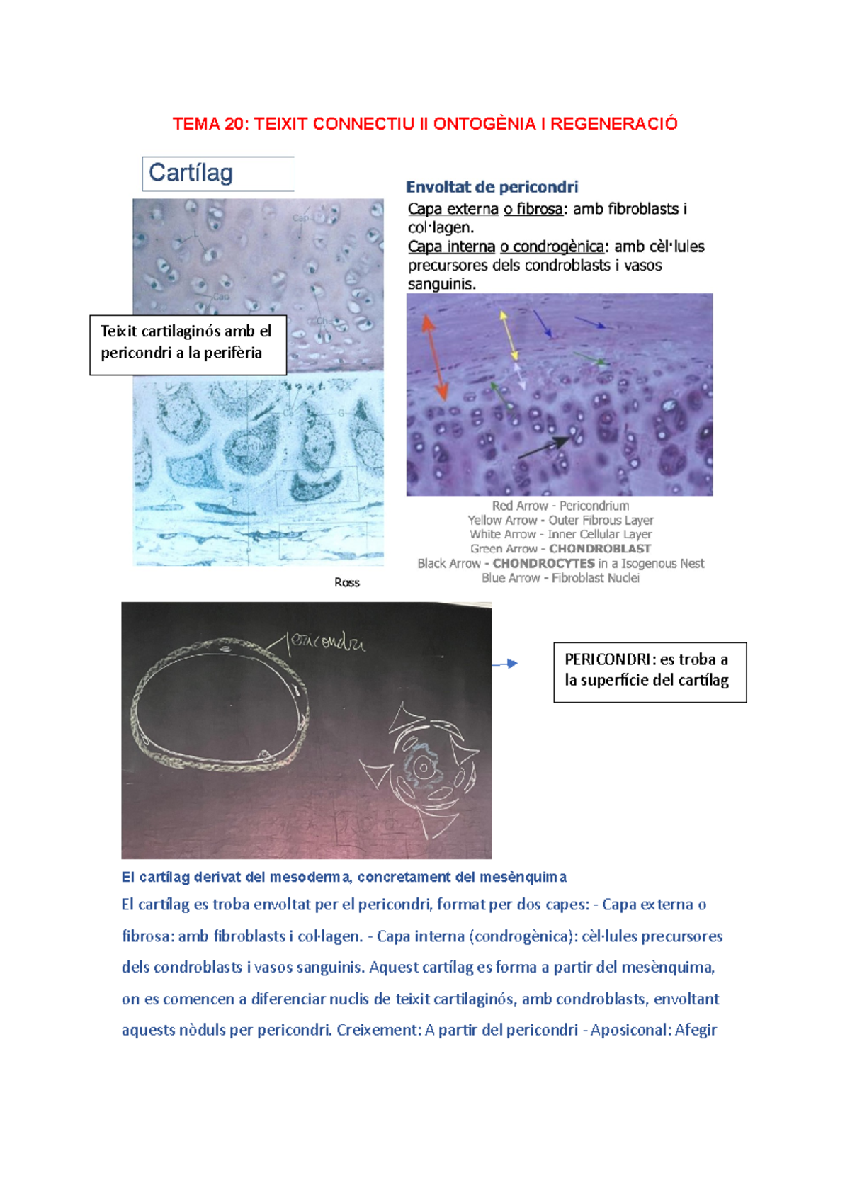 Teixit Connectiu II OntogèNIA I Regeneració - TEMA 20: TEIXIT CONNECTIU ...