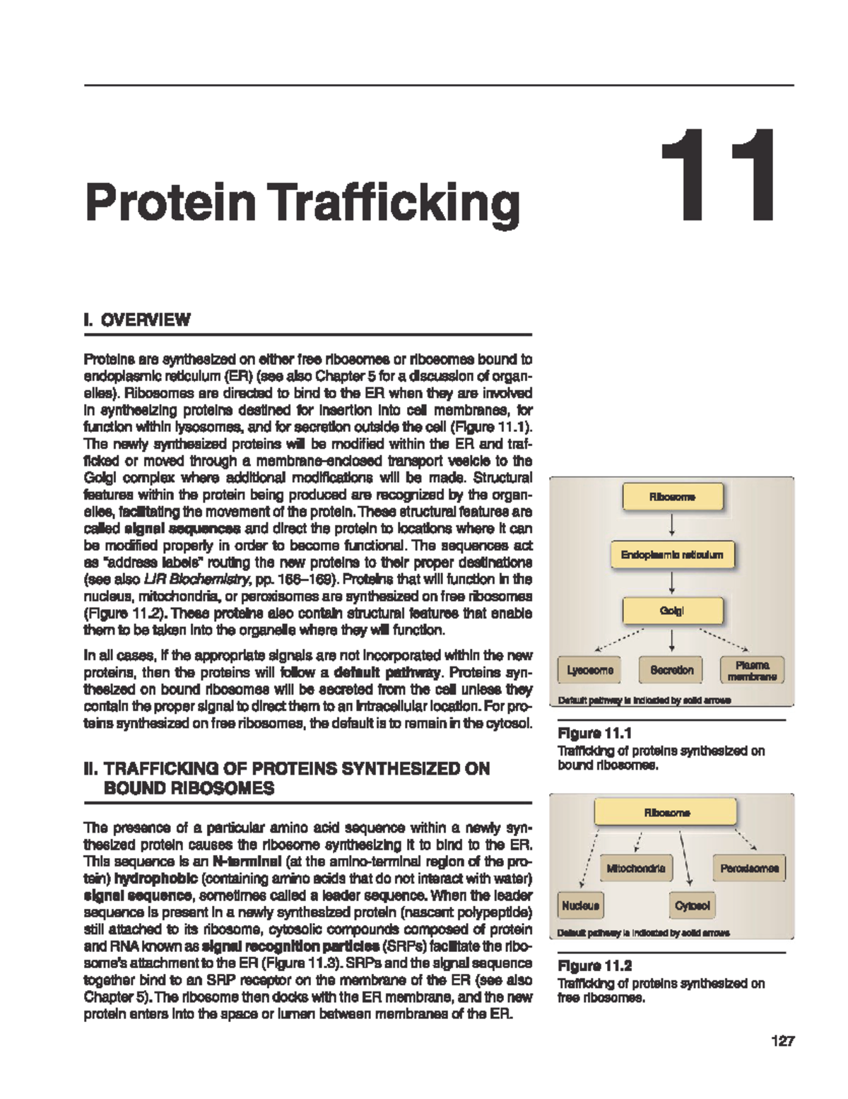 Proteínas - Protein Trafficking I. OVERVIEW Proteins are synthesized on ...
