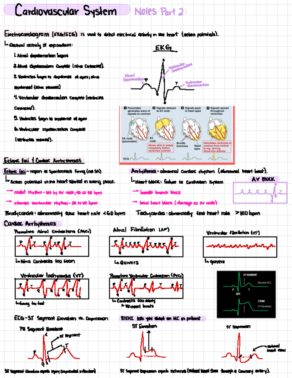 Cardiovascular Part 2 - Cardiovascular System Notes Part 2 ...