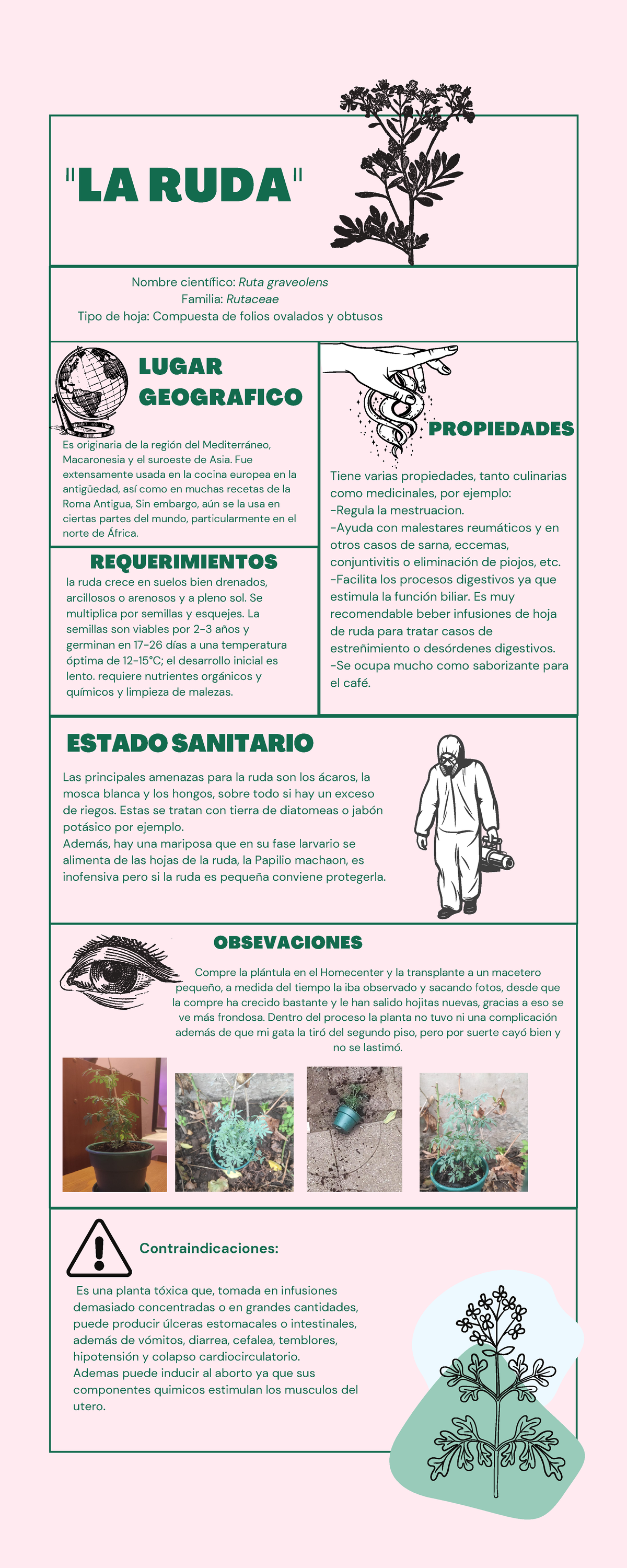 La ruda - Afiche Ruda - Nombre científico: Ruta graveolens Familia ...