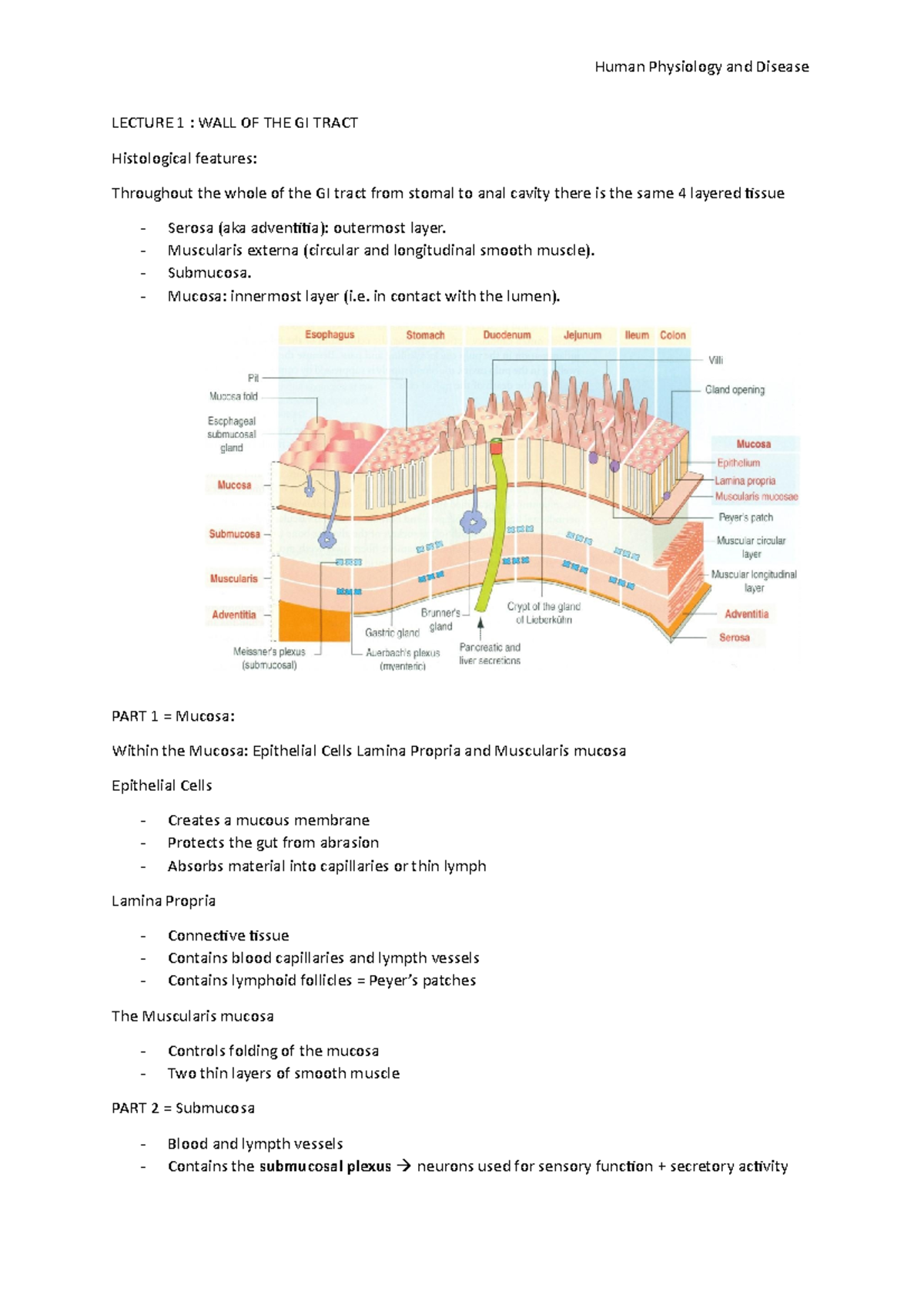 Wall of the GI Tract - Dr Lydia Hanna - Human Physiology and Disease ...