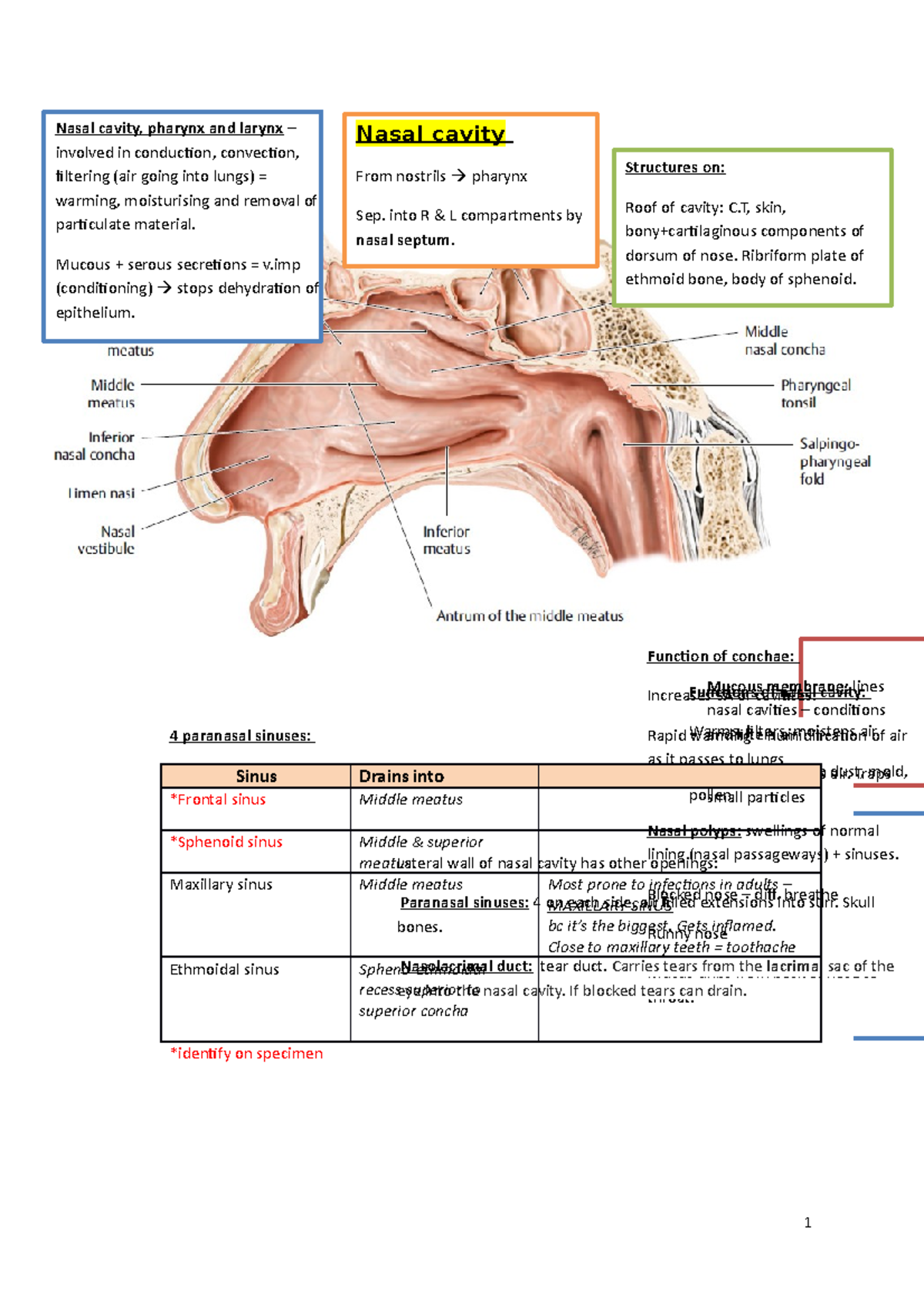 Upper nasal cavity and chest wall - 1 Structures on: Roof of cavity: C ...