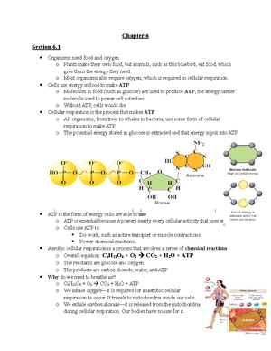 Chapter 1 Notes - Chapter 1: The Scientific Study of Life Section 1 ...