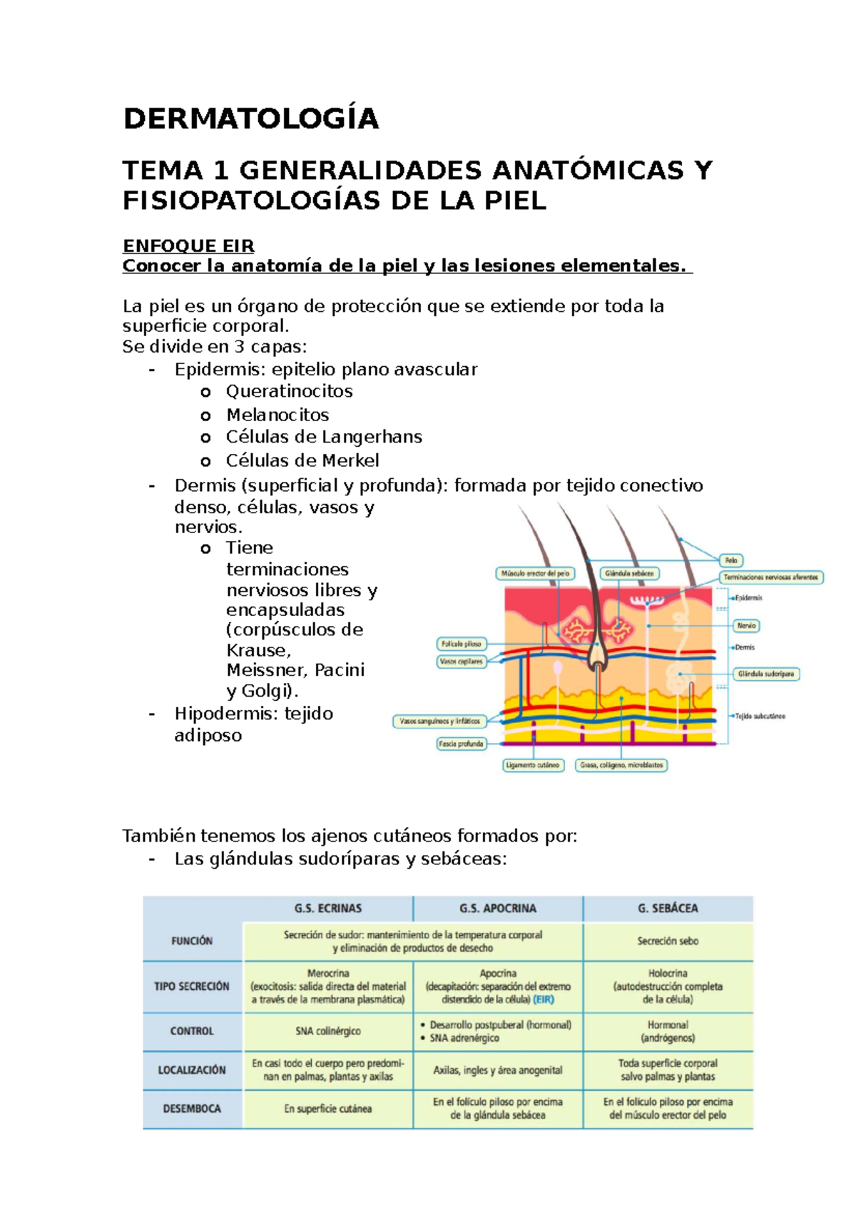 Dermatología EIR apuntes - DERMATOLOGÍA TEMA 1 GENERALIDADES ANATÓMICAS ...