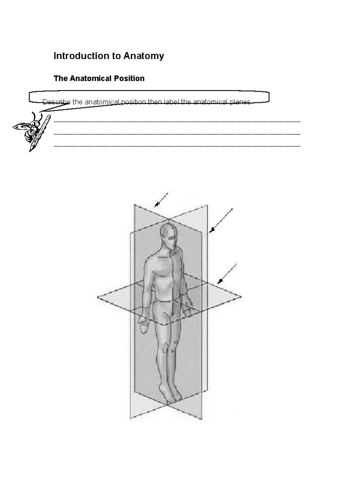 1. Intro to Human Anatomy - Introduction to Anatomy The Anatomical ...