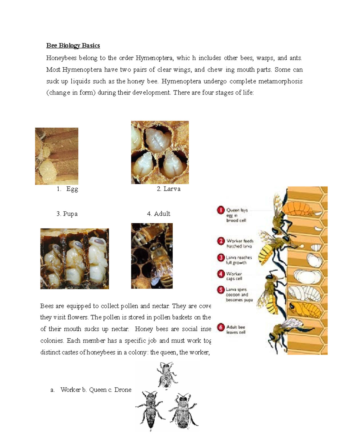 BEE Biology - Lecture notes 1 - Bee Biology Basics Honeybees belong to ...