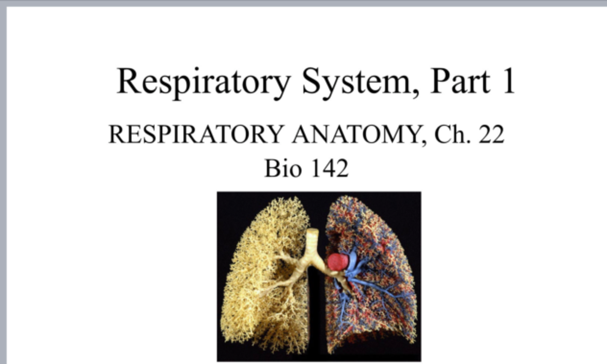 142 Respiratory SG - HUMAN ANATOMY - Exam Study Guide: The Respiratory ...