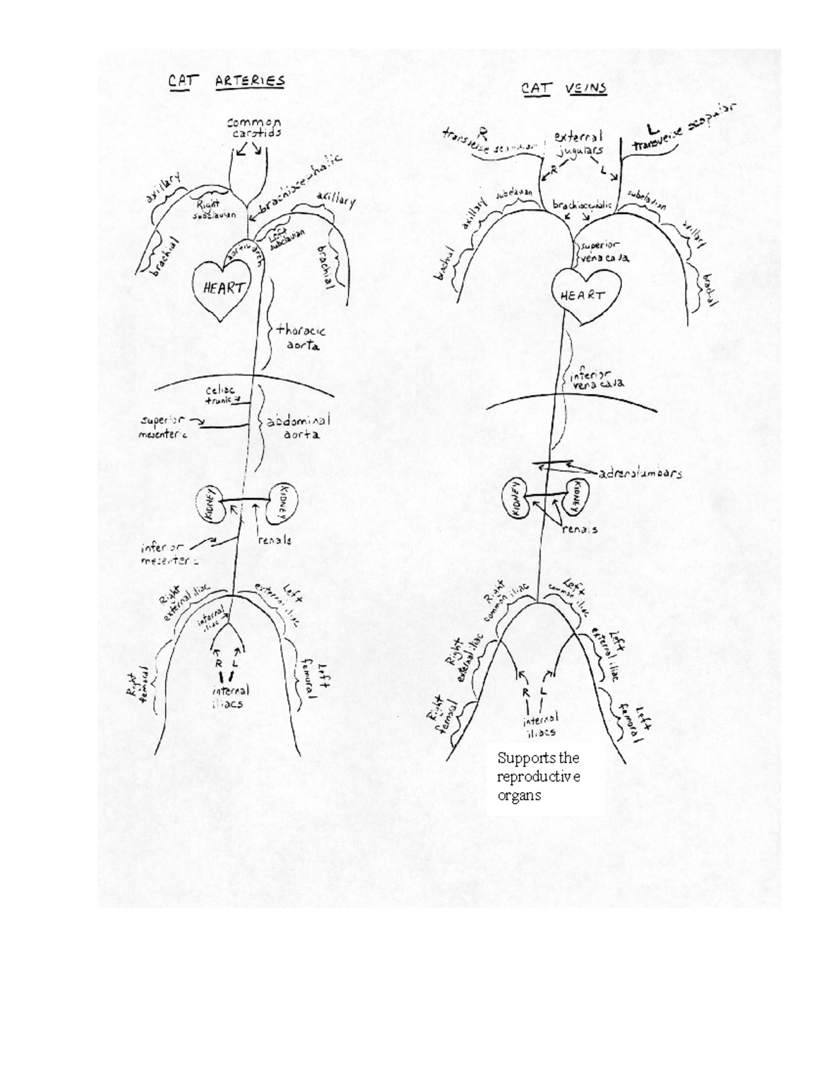 7 circulation diagrams - BIOL 318 - Supports the reproductive organs ...